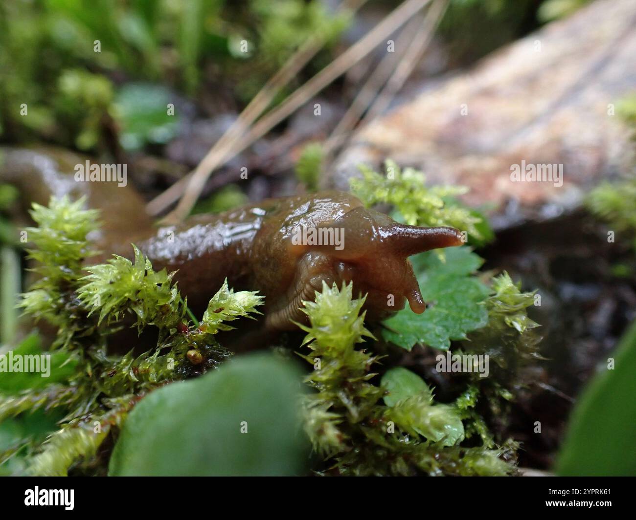 Pacific Banana Slug (Ariolimax columbianus Stock Photo - Alamy