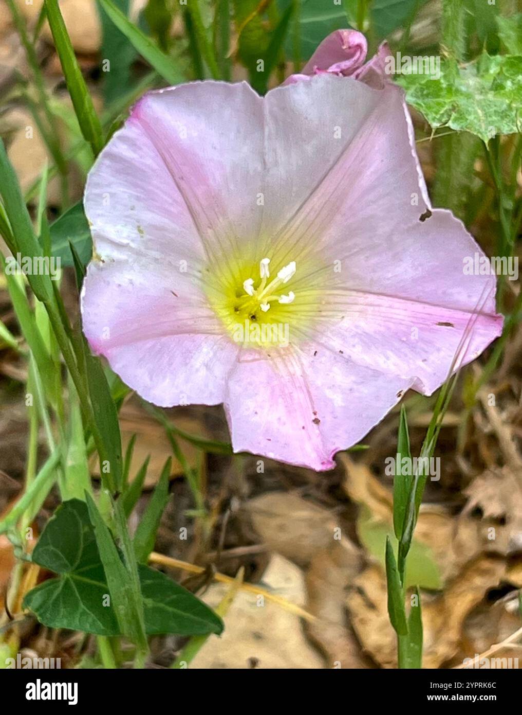 Pacific false bindweed (Calystegia purpurata purpurata Stock Photo - Alamy
