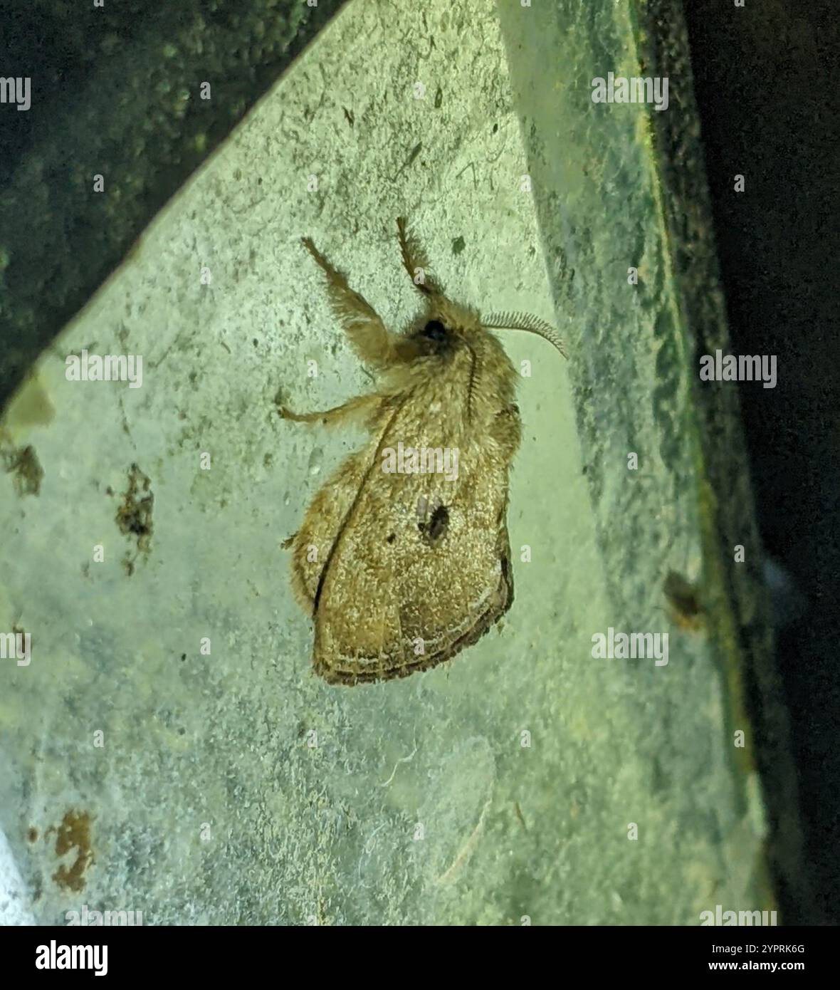 Lappet Moths (Lasiocampidae Stock Photo - Alamy