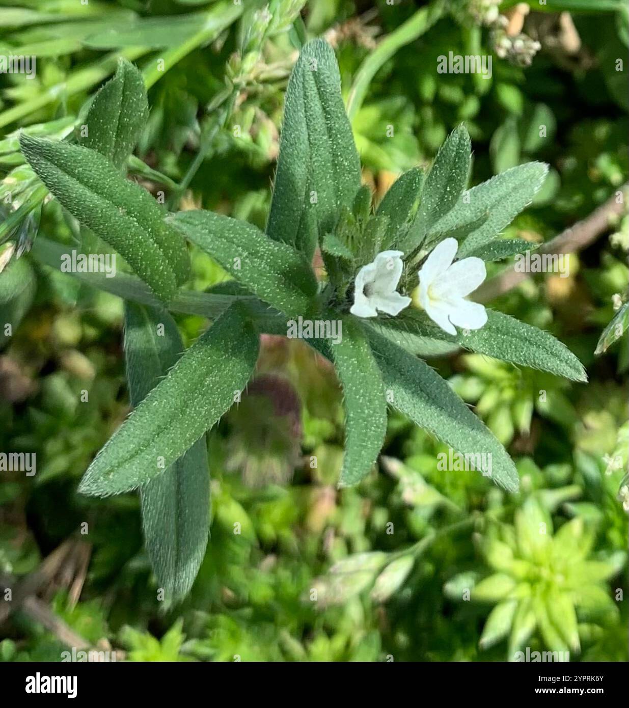 corn gromwell (Buglossoides arvensis Stock Photo - Alamy