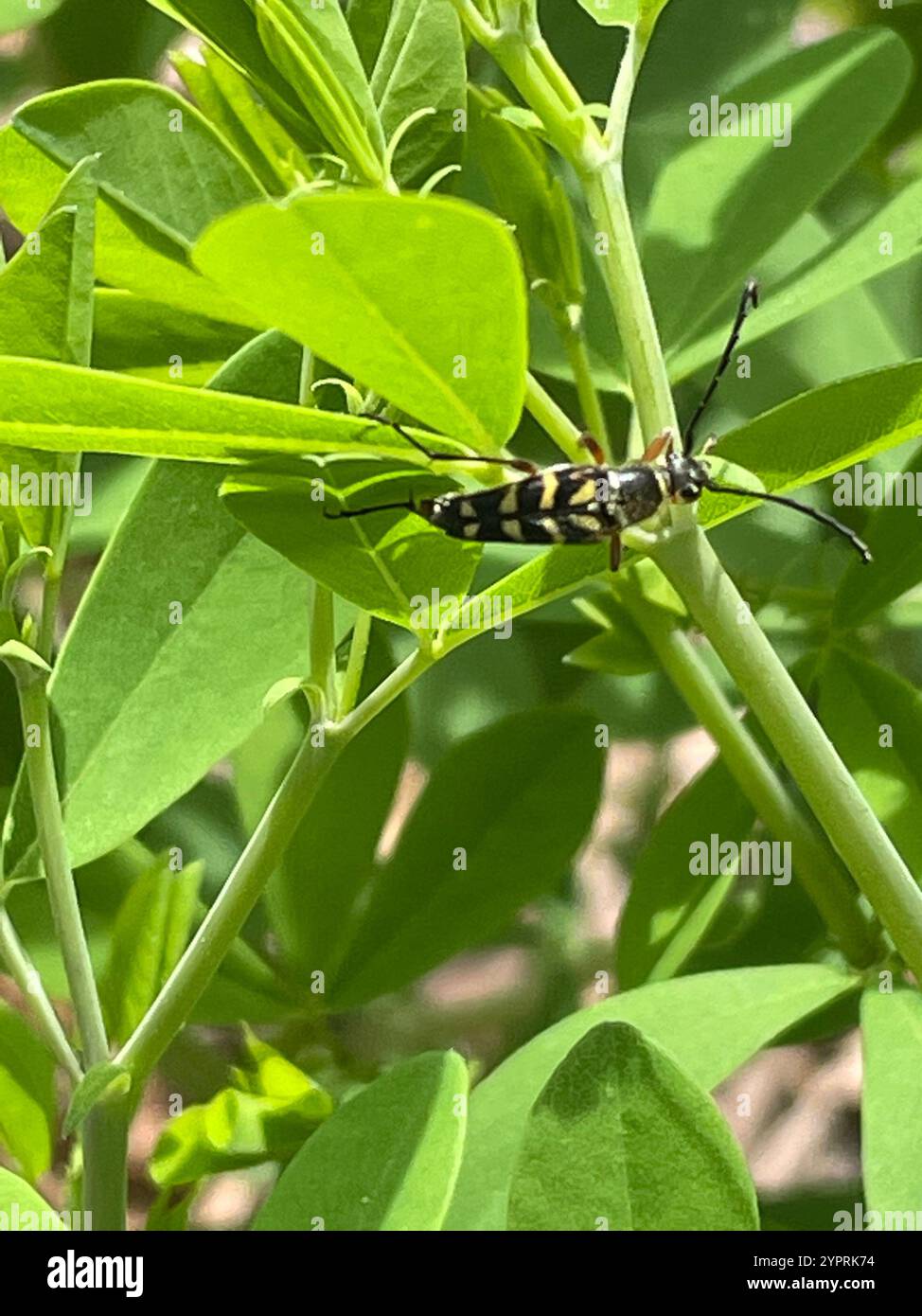Zebra Longhorn Beetle (Typocerus zebra Stock Photo - Alamy