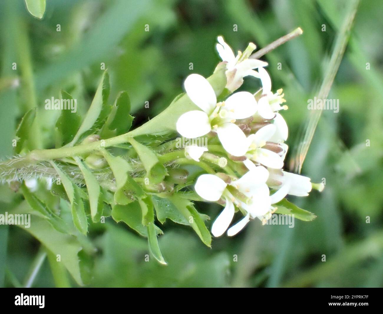 wavy bittercress (Cardamine flexuosa Stock Photo - Alamy