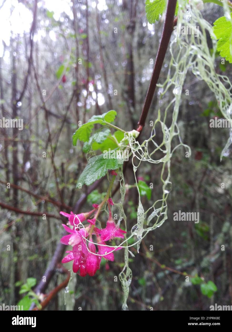 lace lichen (Ramalina menziesii Stock Photo - Alamy