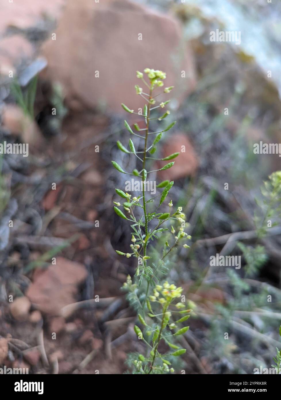 Western Tansymustard (Descurainia pinnata Stock Photo - Alamy