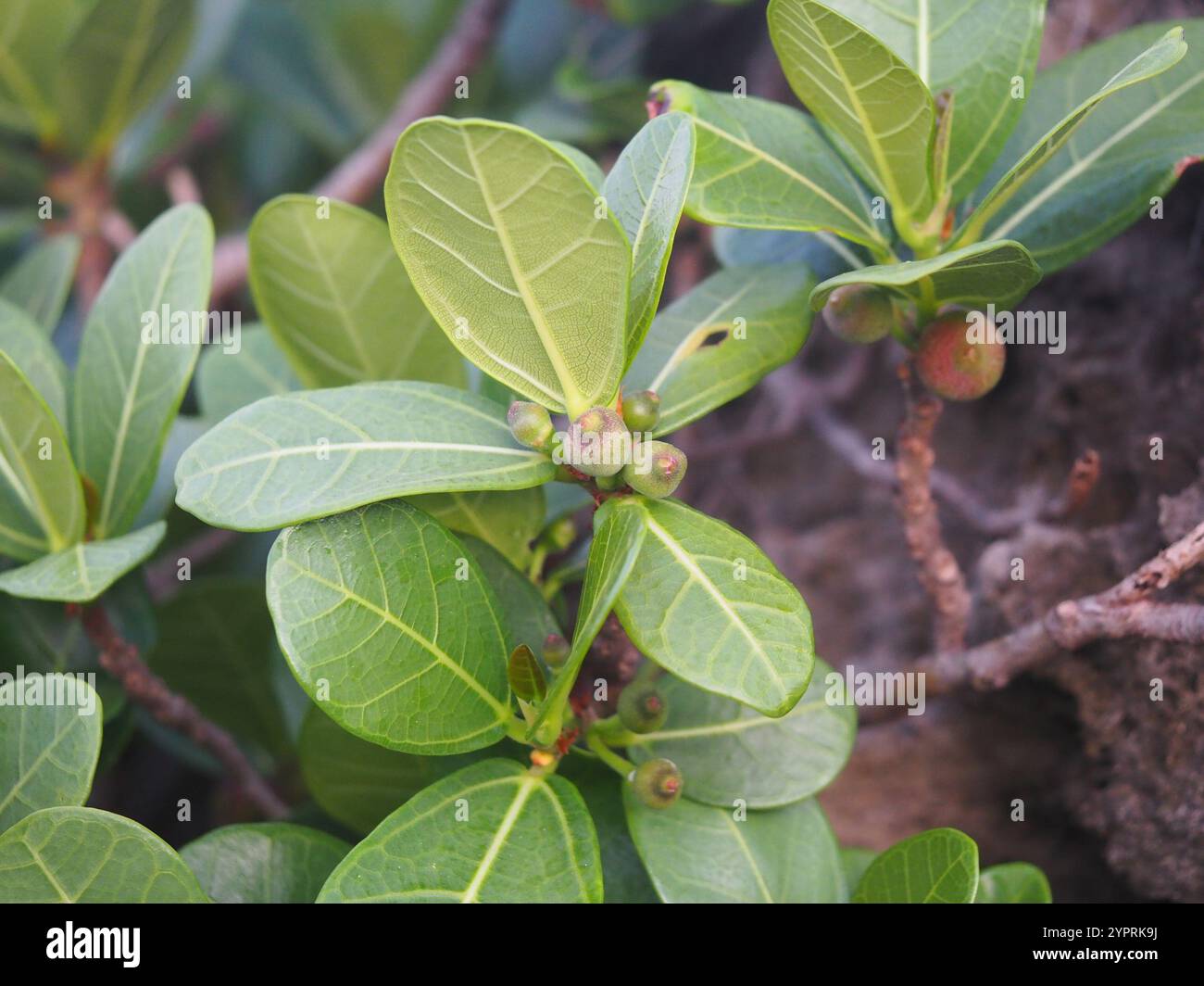 (Ficus pedunculosa mearnsii Stock Photo - Alamy