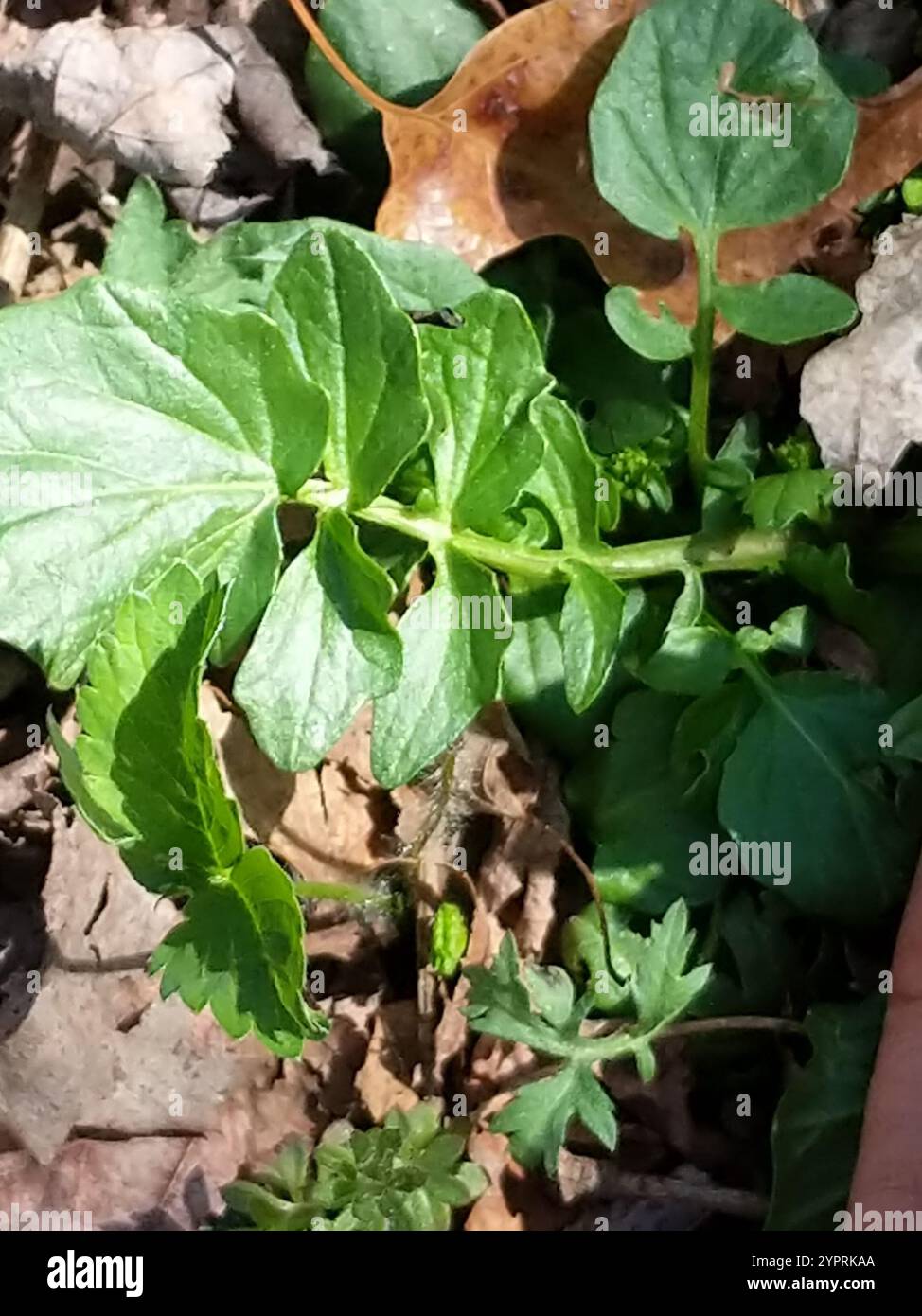 land cress (Barbarea verna Stock Photo - Alamy