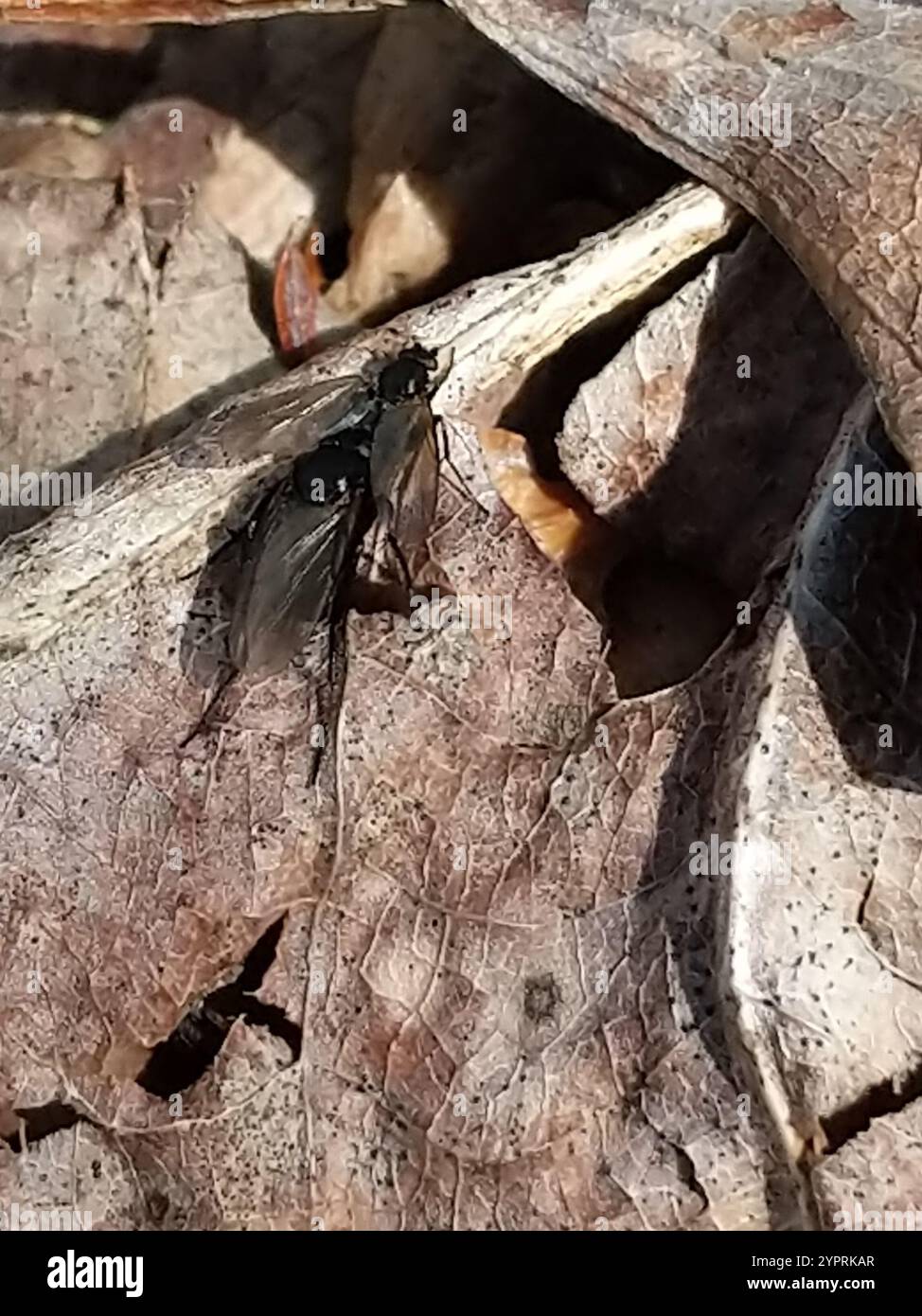 Phoridae hi-res stock photography and images - Alamy