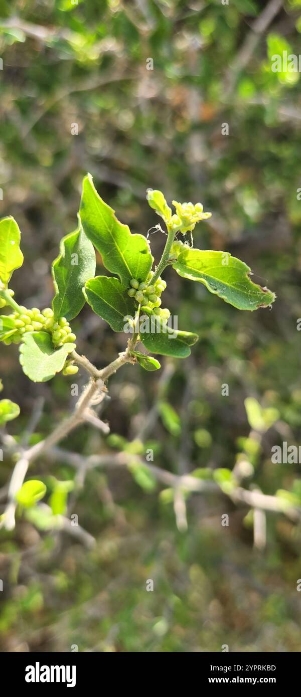 spiny hackberry (Celtis pallida Stock Photo - Alamy