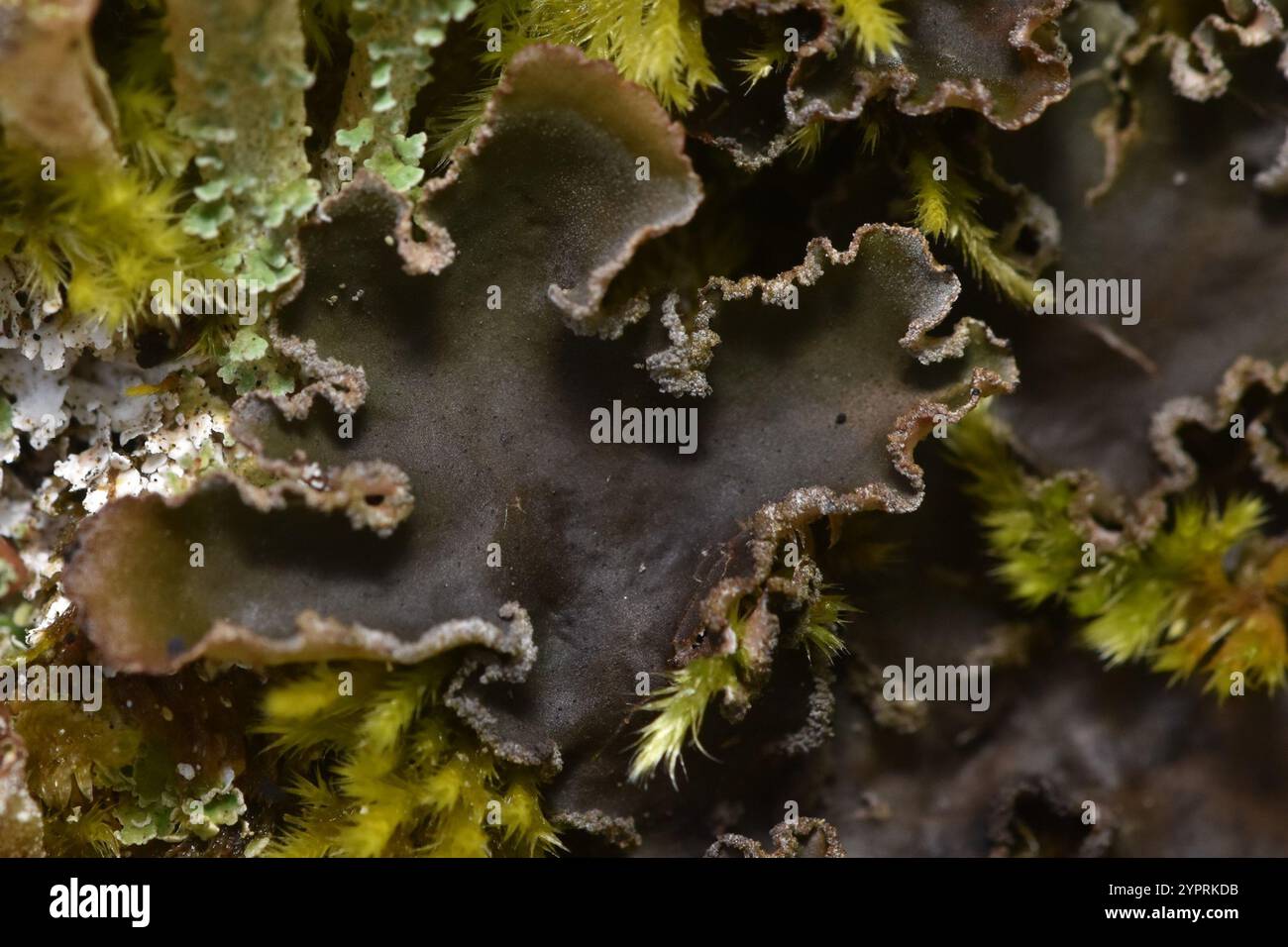 tree pelt lichen (Peltigera collina Stock Photo - Alamy