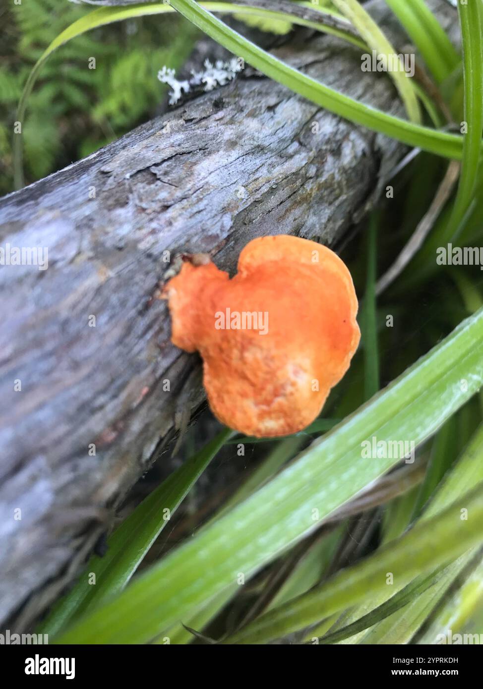 Southern Cinnabar Polypore (Trametes coccinea Stock Photo - Alamy