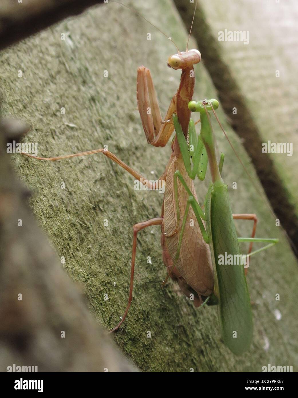 South African Mantis (Miomantis caffra Stock Photo - Alamy