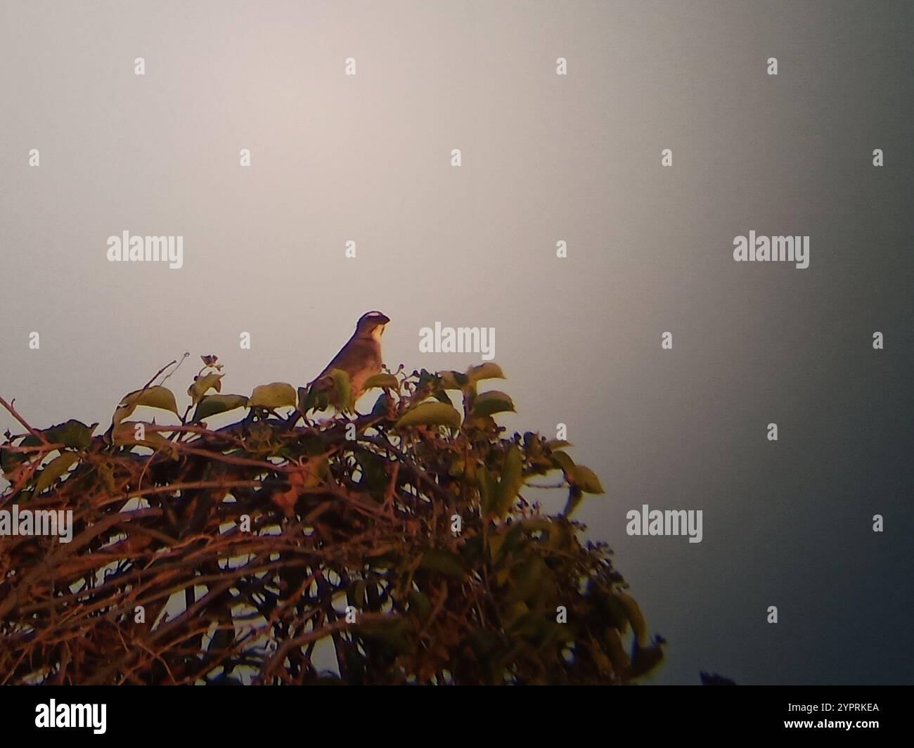 Cinnamon-bellied Saltator (Saltator grandis Stock Photo - Alamy