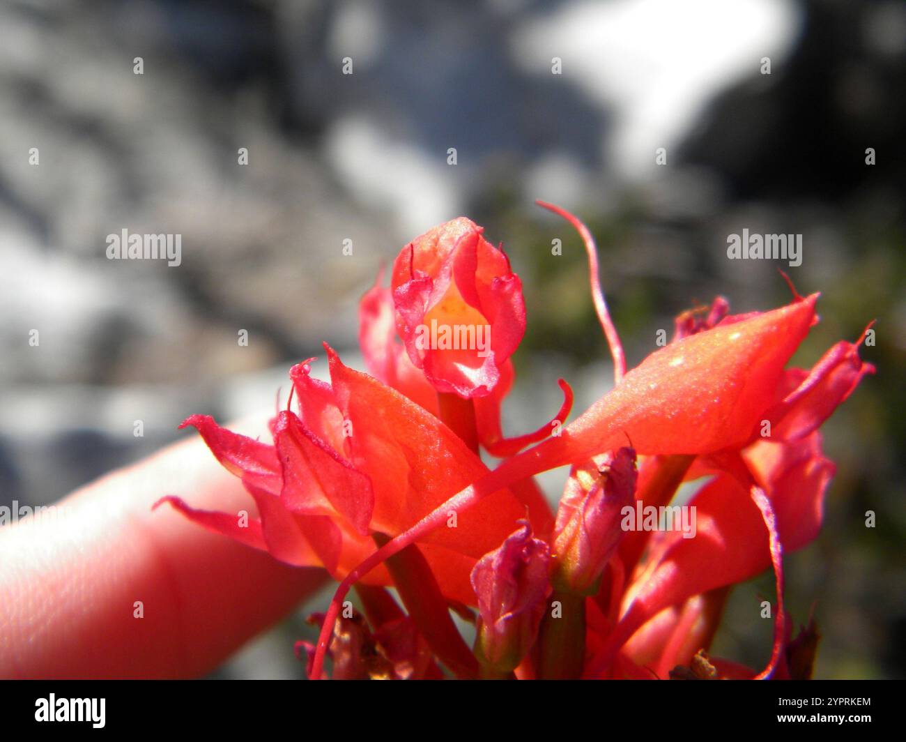Cluster Disa (Disa ferruginea Stock Photo - Alamy