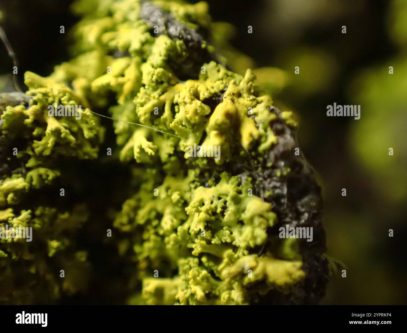 common lichens (Lecanoromycetes Stock Photo - Alamy