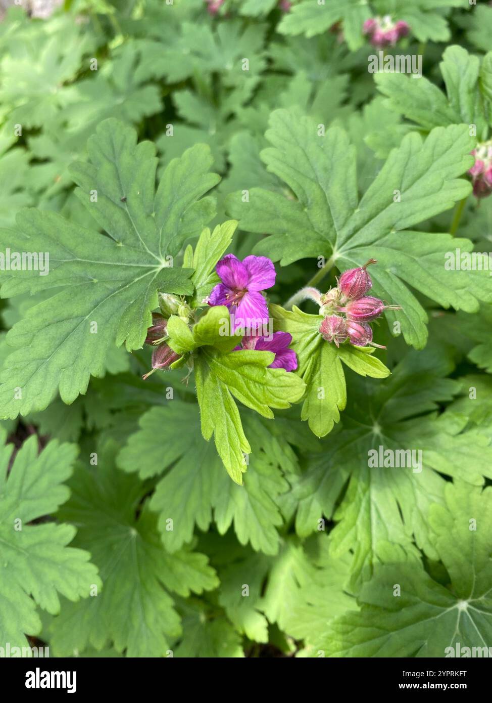 Rock Crane's-bill (Geranium macrorrhizum Stock Photo - Alamy