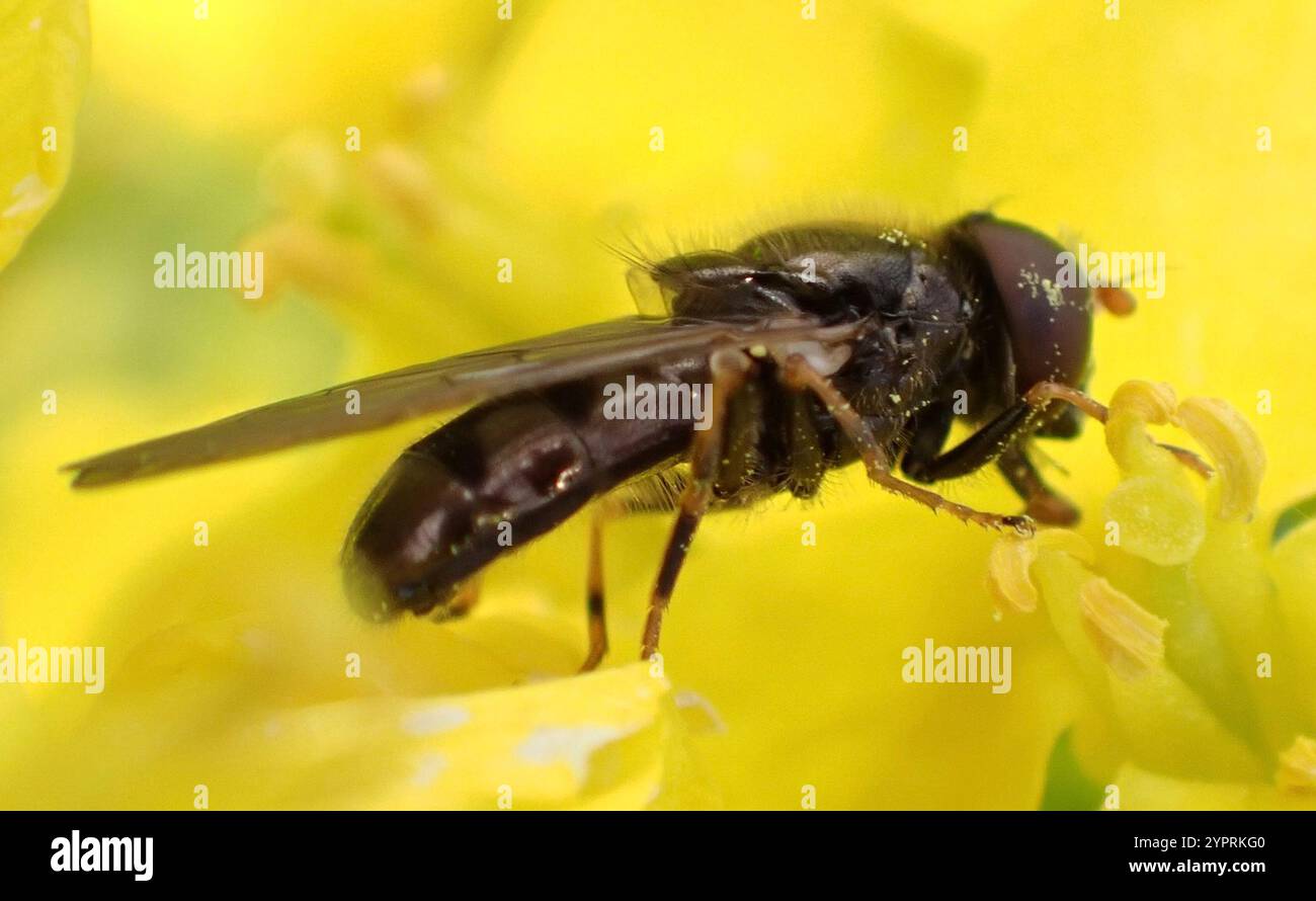 Hover Flies (Syrphidae Stock Photo - Alamy