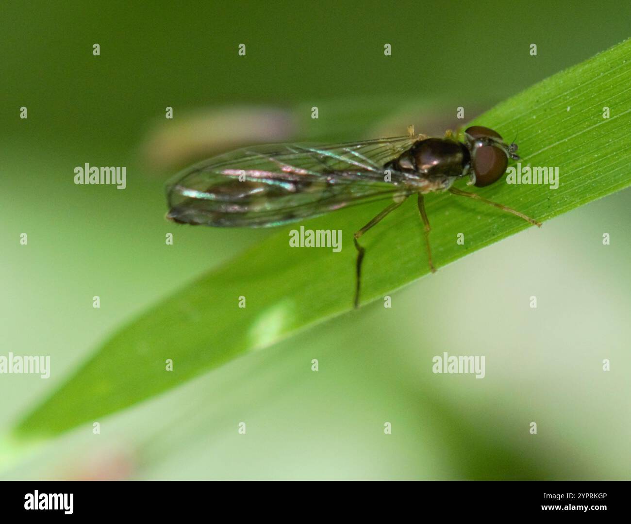 Common Dainty (Baccha elongata Stock Photo - Alamy