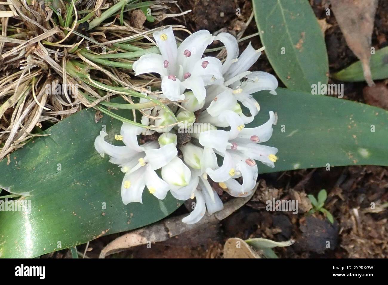 (Lachenalia ensifolia ensifolia Stock Photo - Alamy