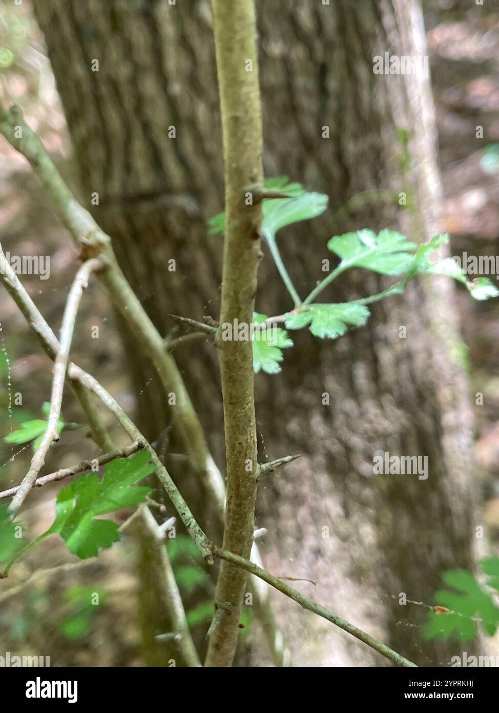 parsley hawthorn (Crataegus marshallii Stock Photo - Alamy