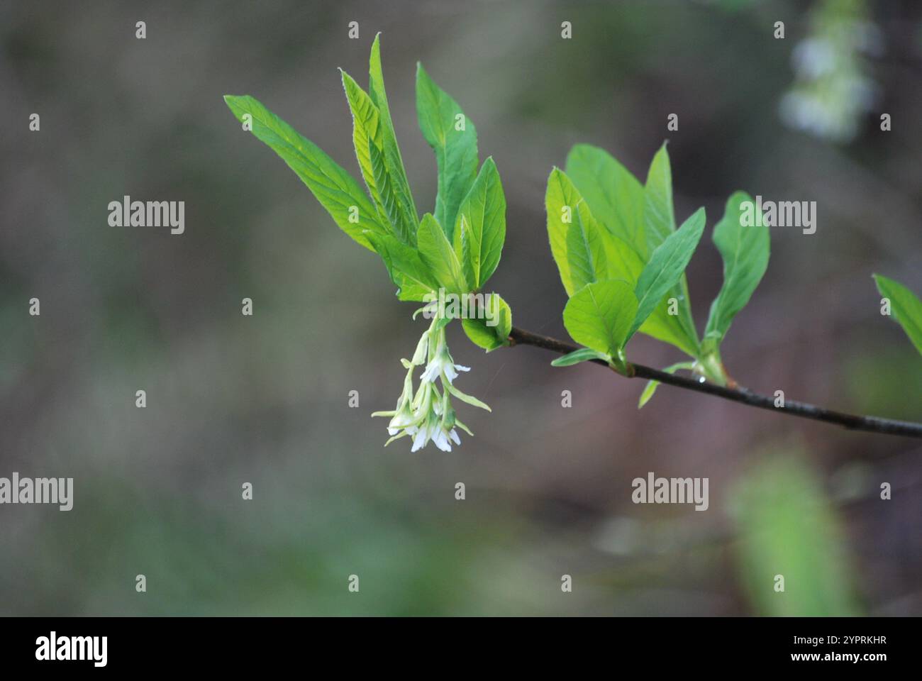 Osoberry (Oemleria cerasiformis Stock Photo - Alamy