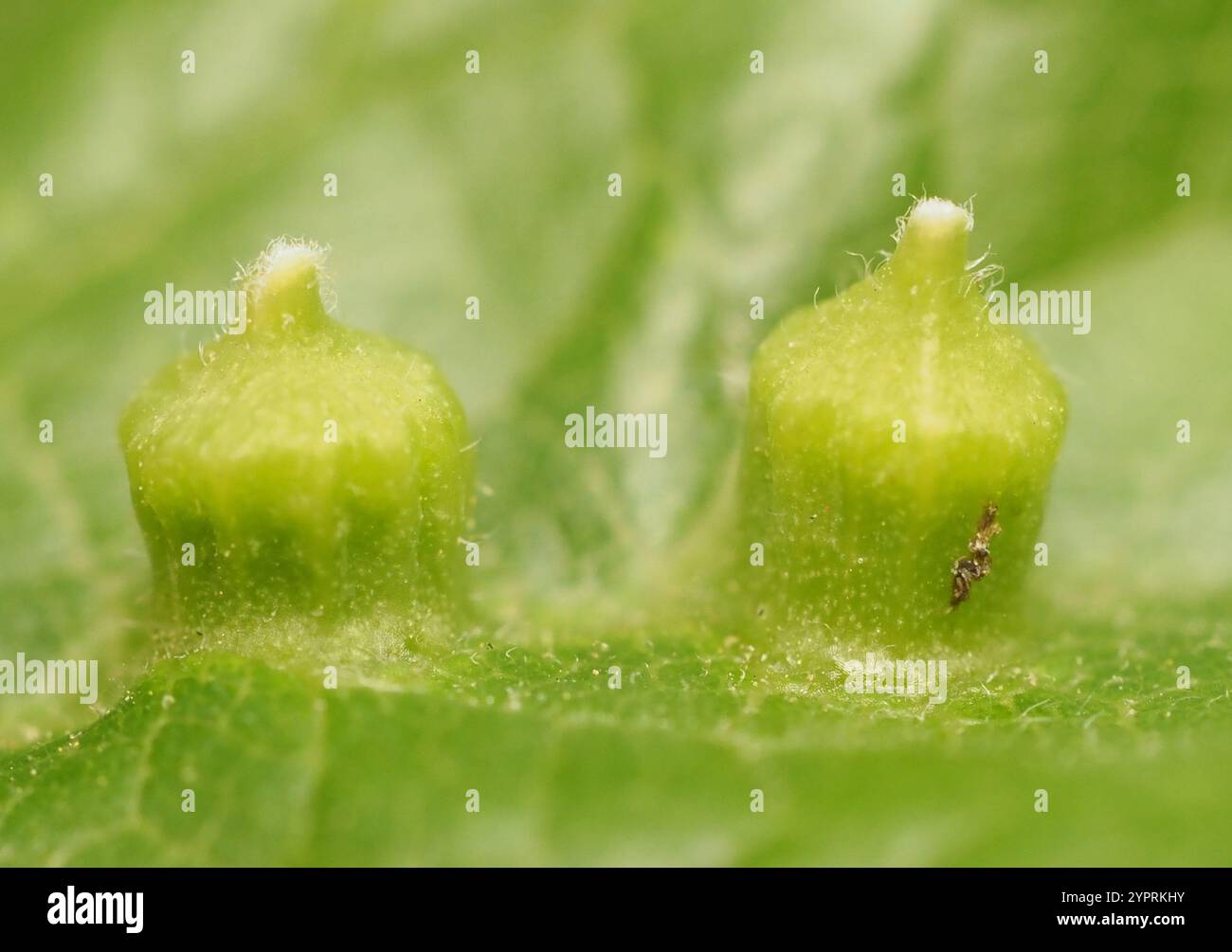 Hackberry Columnar Stem Gall Midge (Celticecis ramicola Stock Photo - Alamy
