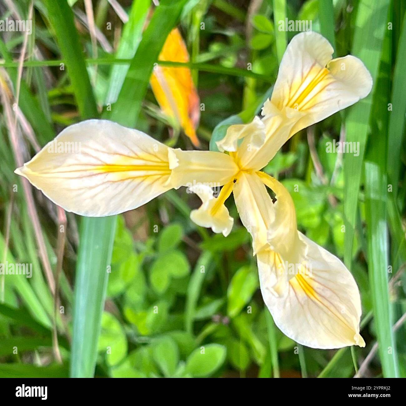 Douglas iris (Iris douglasiana Stock Photo - Alamy