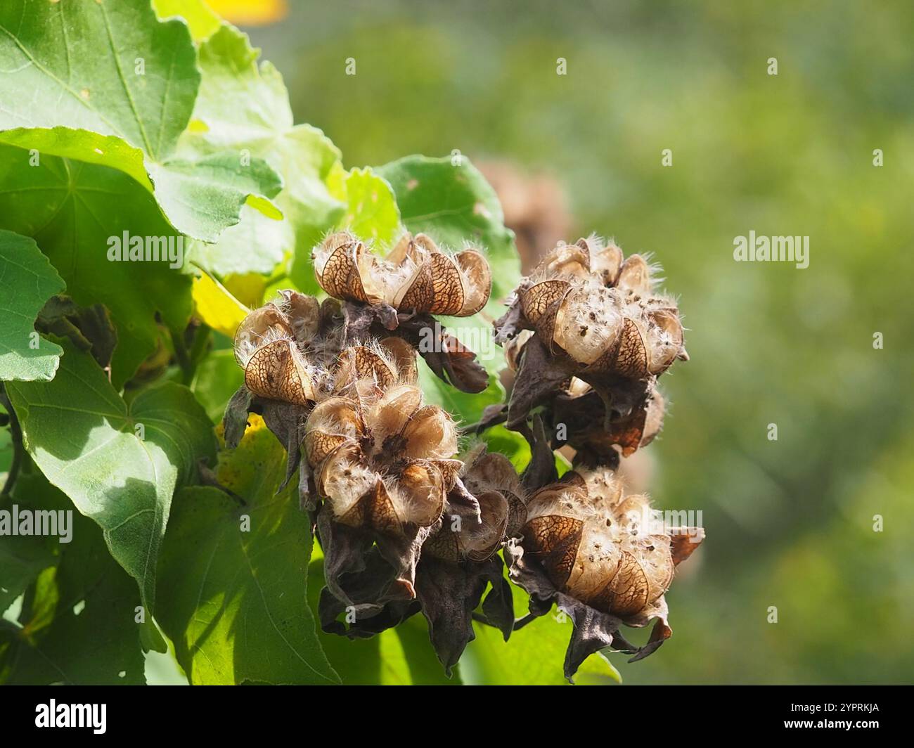 Taiwan cotton rose (Hibiscus taiwanensis Stock Photo - Alamy