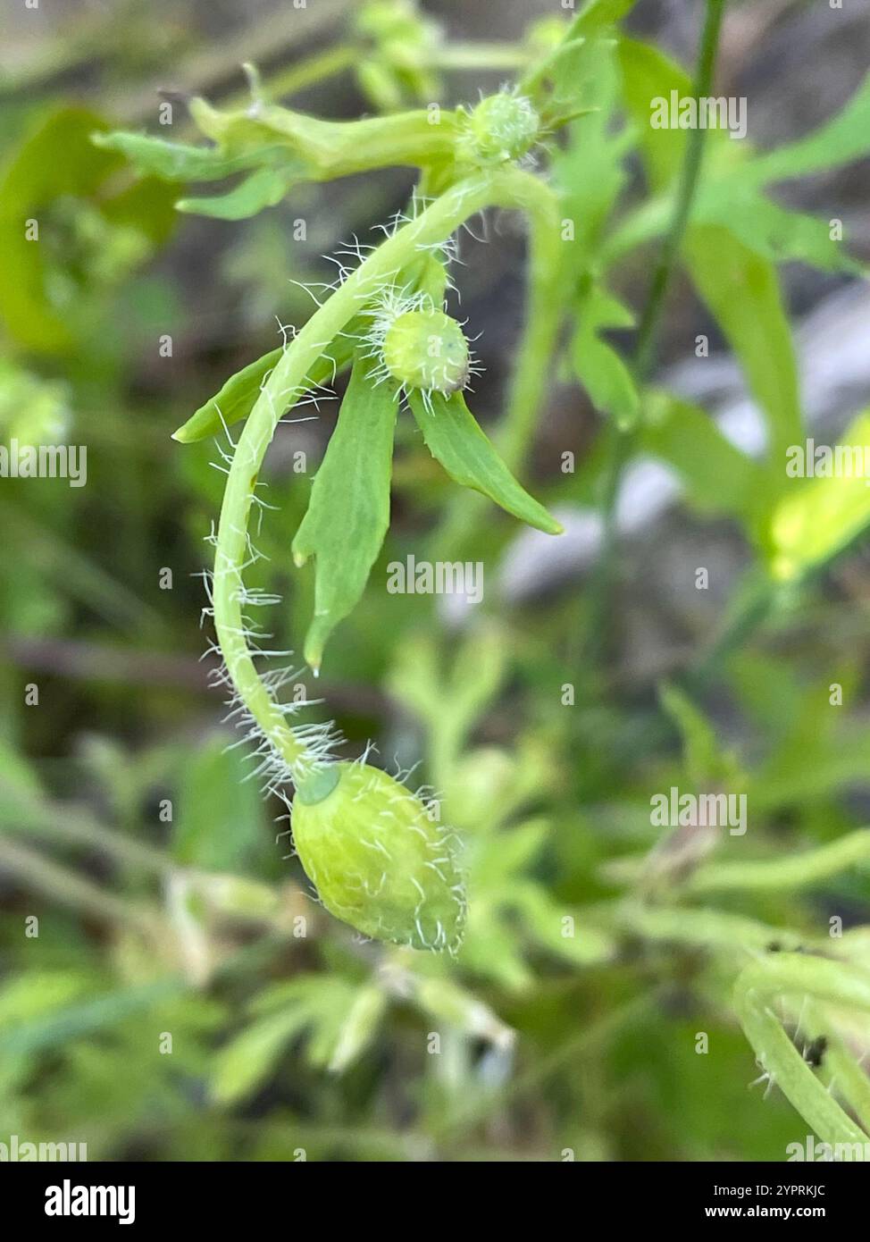 fire poppy (Papaver californicum Stock Photo - Alamy