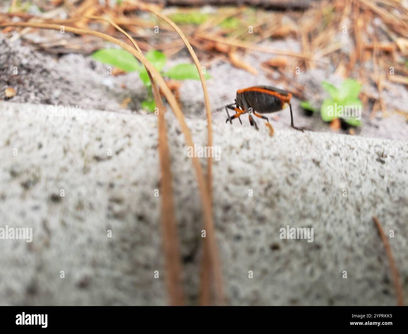 Eastern Bordered Plant Bug (Largus succinctus Stock Photo - Alamy