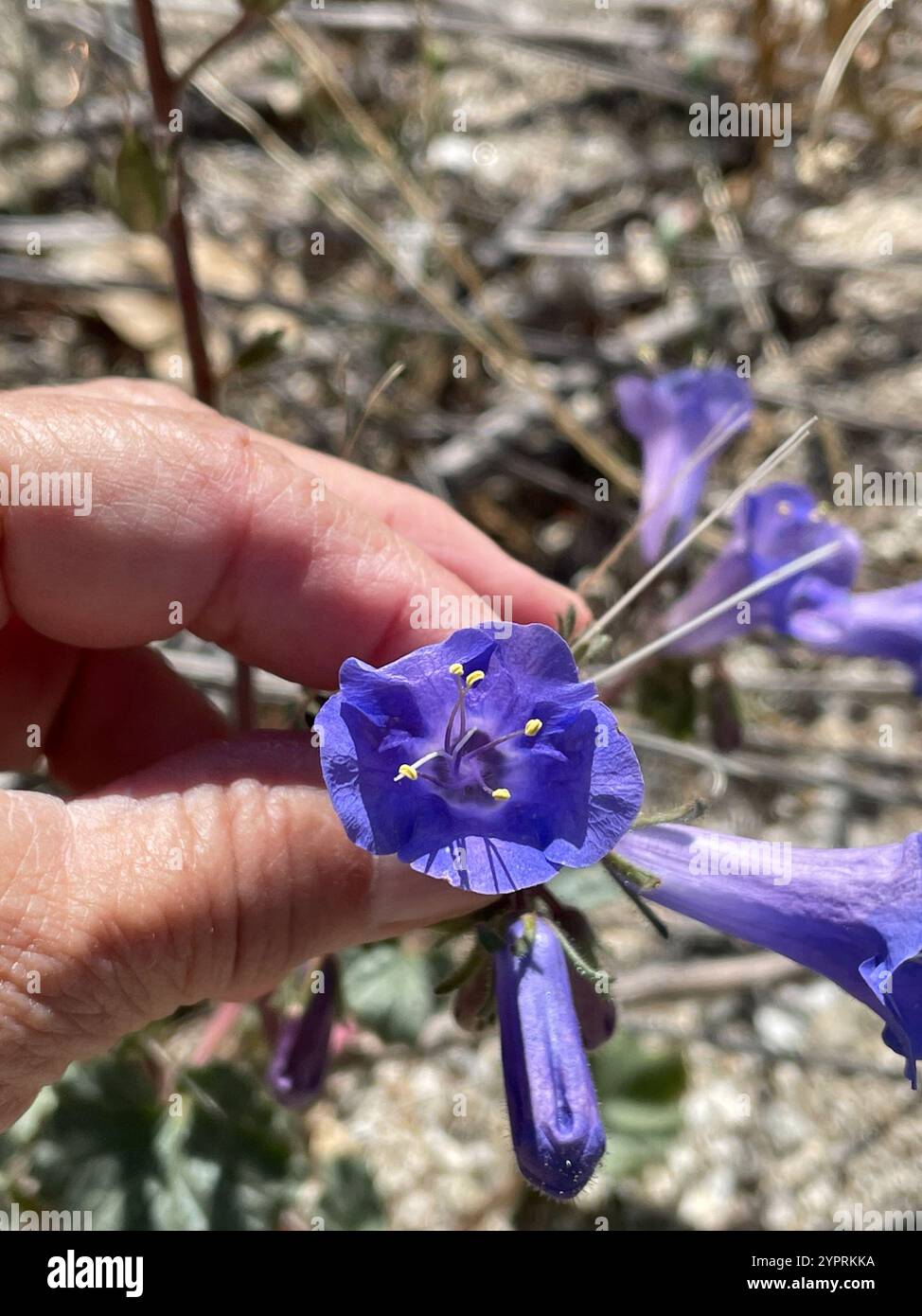 desert bluebells (Phacelia campanularia Stock Photo - Alamy