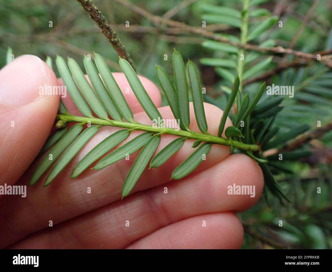 Pacific yew (Taxus brevifolia Stock Photo - Alamy