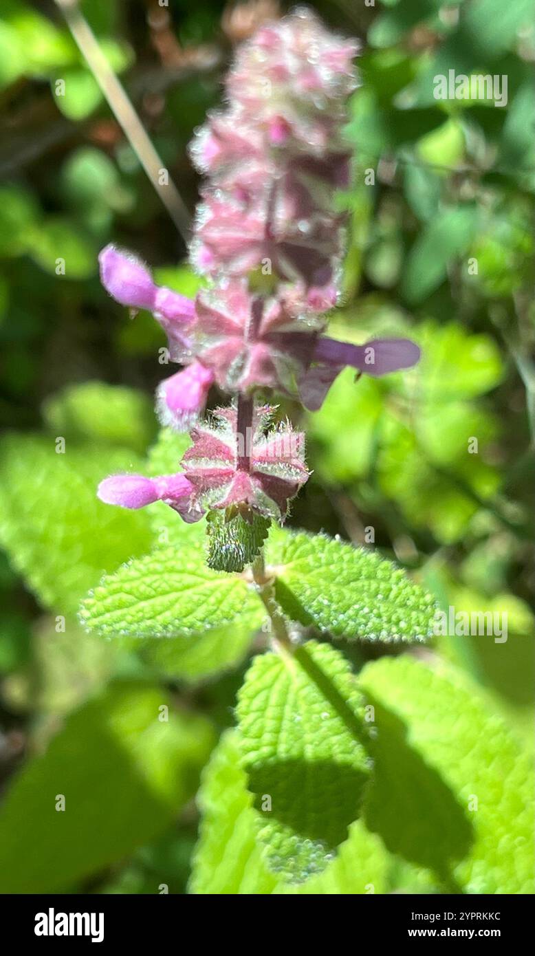 (Stachys rigida quercetorum Stock Photo - Alamy