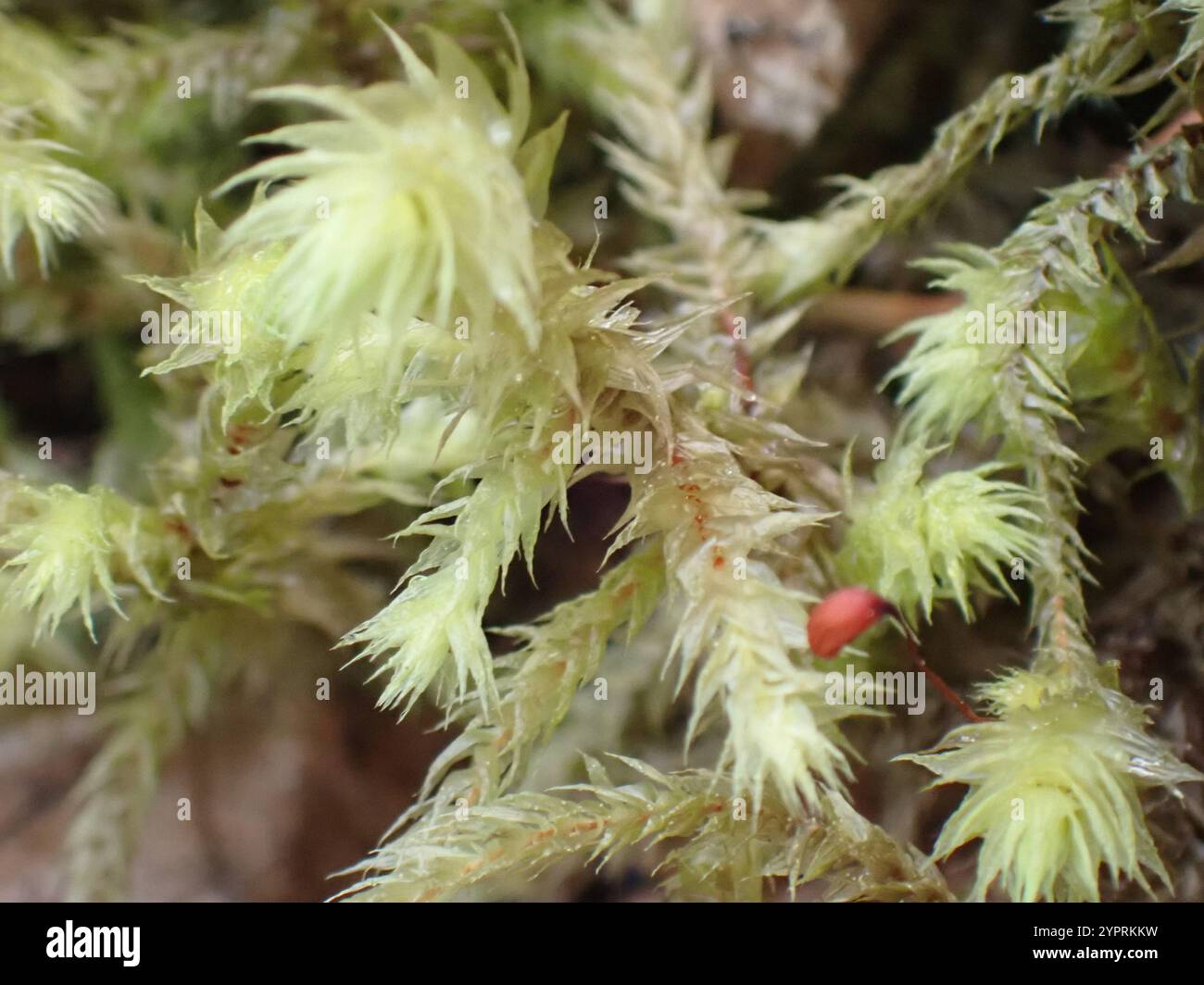 rough goose neck moss (Hylocomiadelphus triquetrus Stock Photo - Alamy