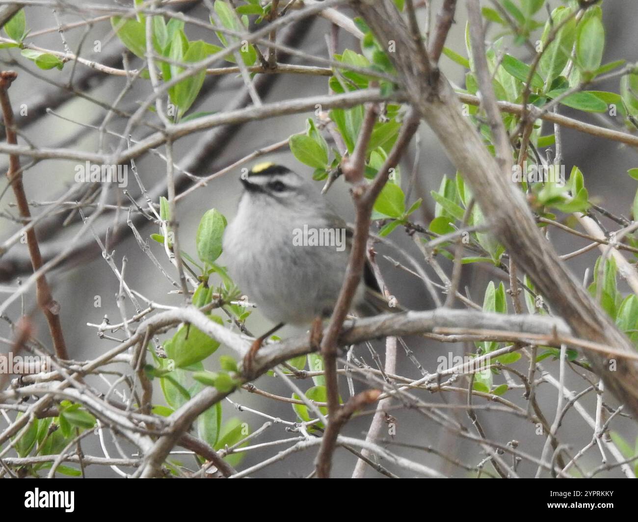 Golden-crowned Kinglet (Regulus satrapa Stock Photo - Alamy