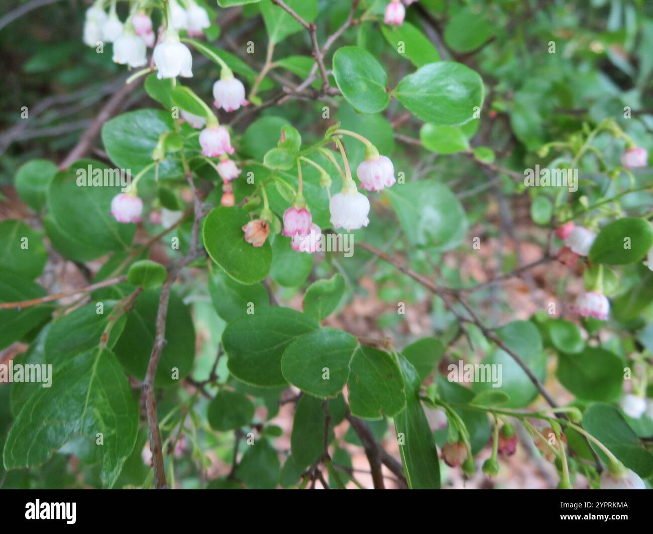 sparkleberry (Vaccinium arboreum Stock Photo - Alamy