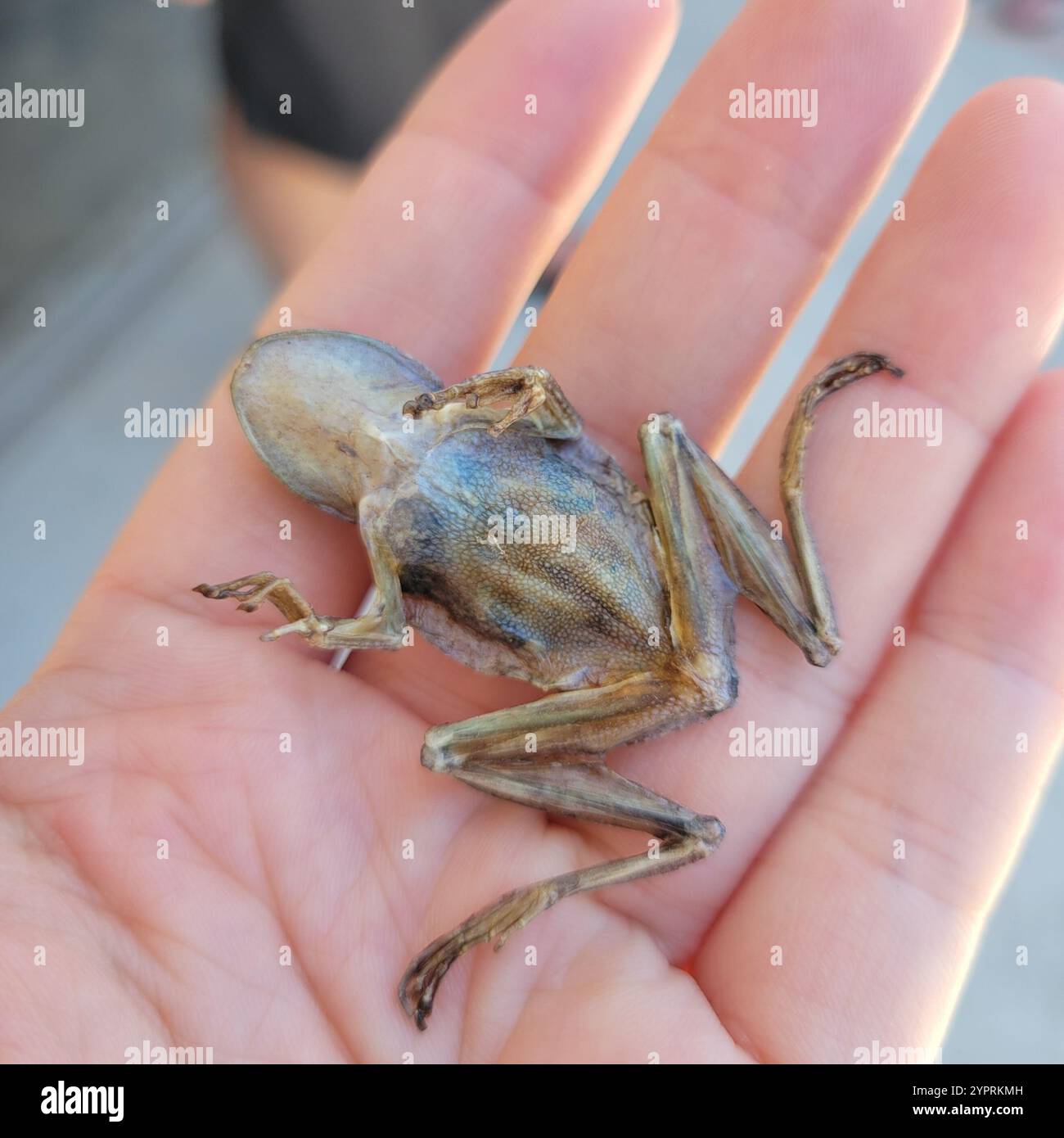 Cuban Tree Frog (Osteopilus septentrionalis Stock Photo - Alamy