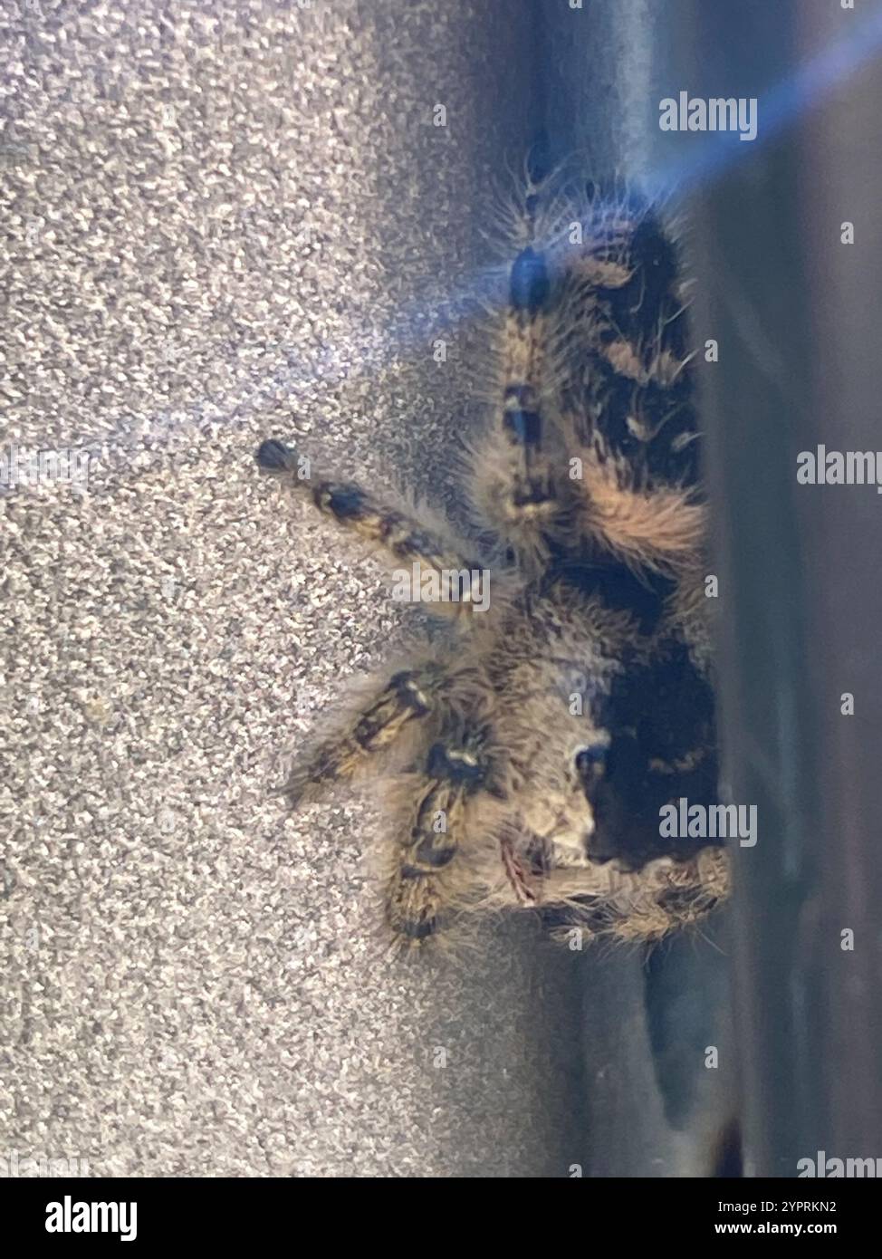 canopy jumping spider (Phidippus otiosus Stock Photo - Alamy
