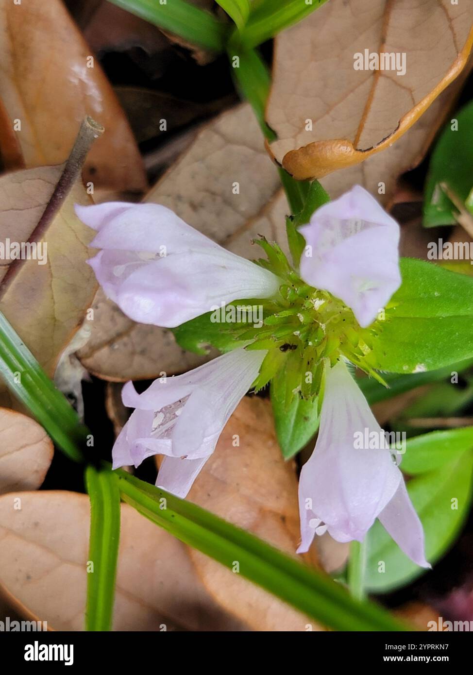 largeflower Mexican clover (Richardia grandiflora Stock Photo - Alamy