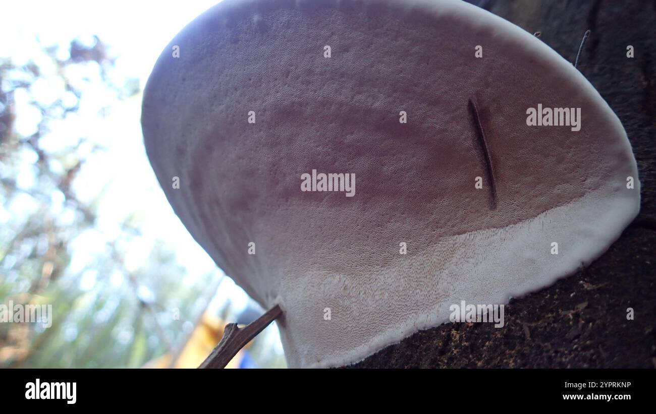 artist's bracket (Ganoderma applanatum Stock Photo - Alamy