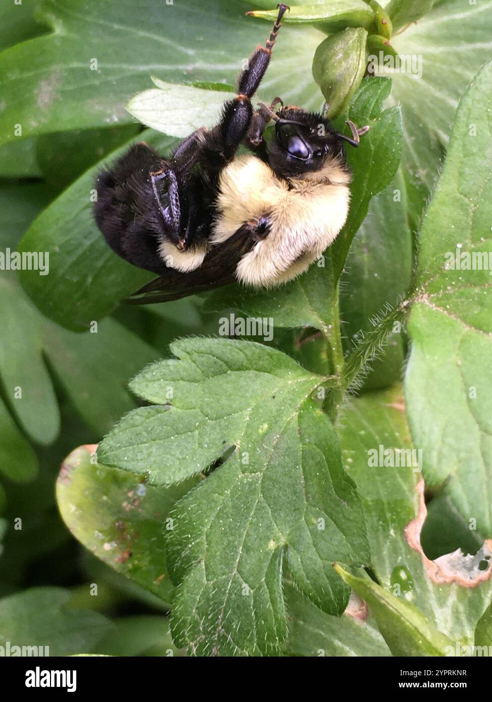 Common Eastern Bumble Bee (Bombus impatiens Stock Photo - Alamy