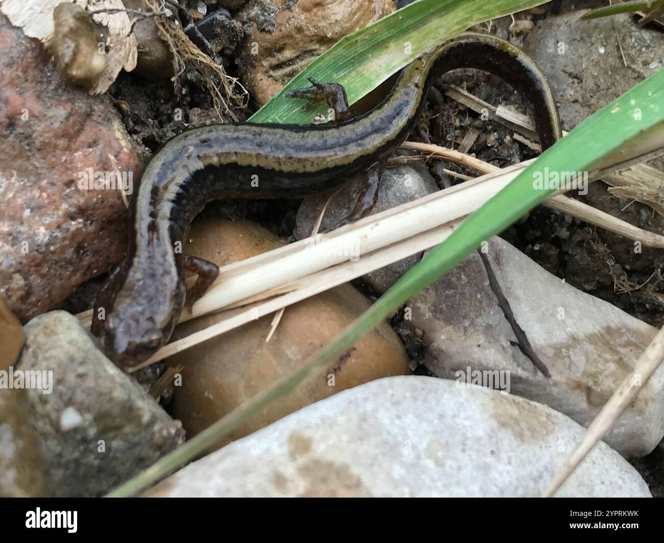 Southern Two-lined Salamander (Eurycea cirrigera Stock Photo - Alamy