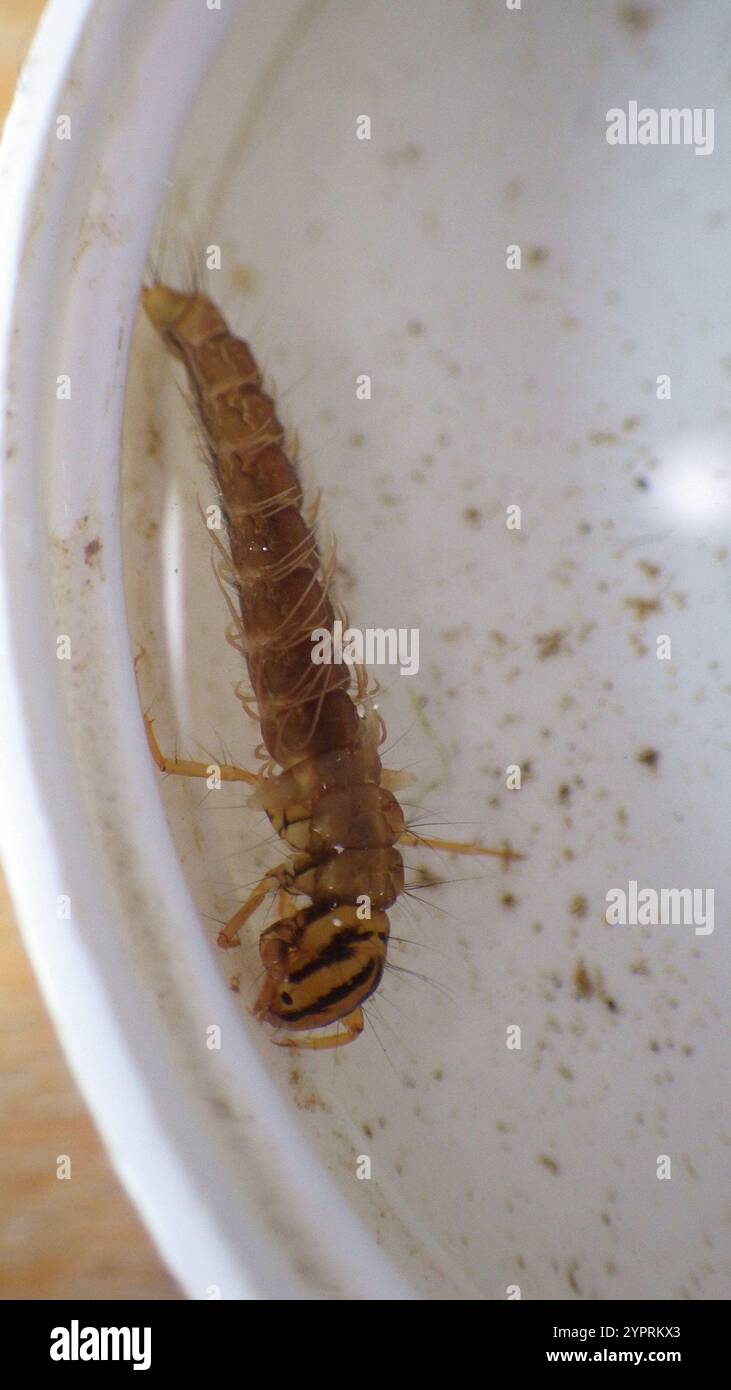 Giant Casemaker Caddisflies (Phryganeidae Stock Photo - Alamy