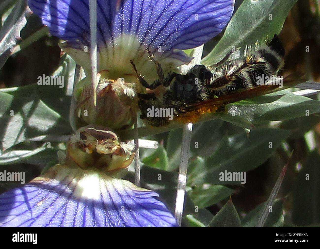 Scoliid Wasps (Scoliidae Stock Photo - Alamy