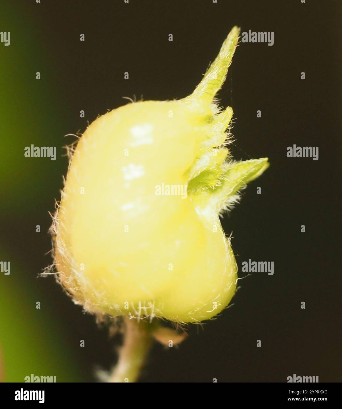 box elder gall midge (Contarinia negundinis Stock Photo - Alamy
