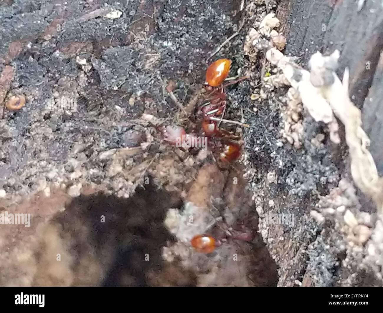 Tennessee collared ant hi-res stock photography and images - Alamy