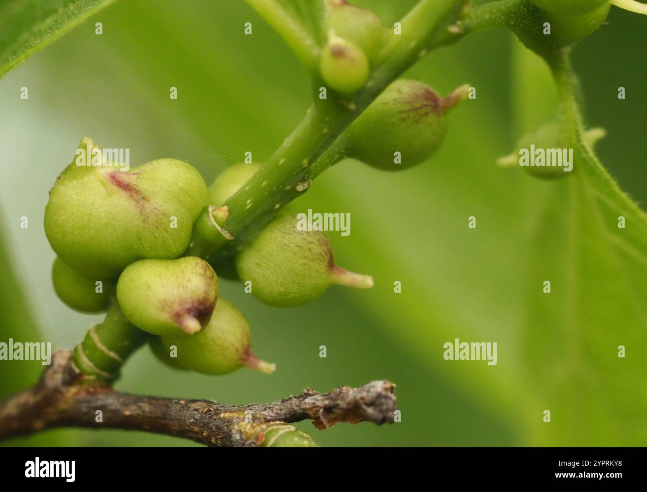 Hackberry Aggregate Gall Midge (Celticecis connata Stock Photo - Alamy