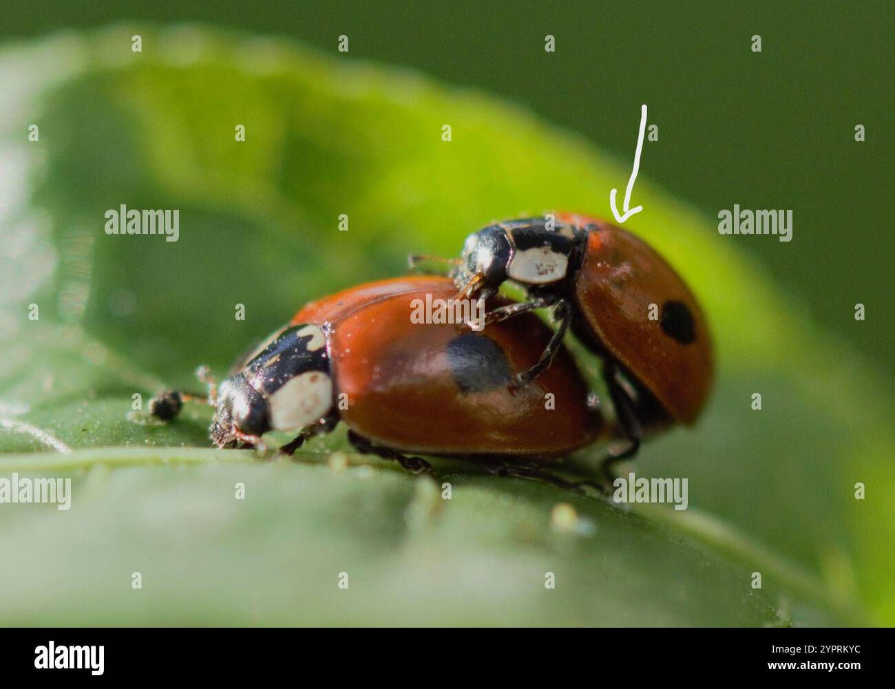 Two-spotted Lady Beetle (Adalia bipunctata Stock Photo - Alamy