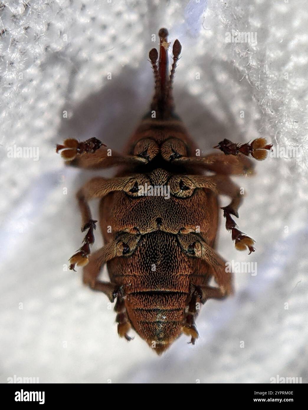 Nut and Acorn Weevils (Curculio Stock Photo - Alamy
