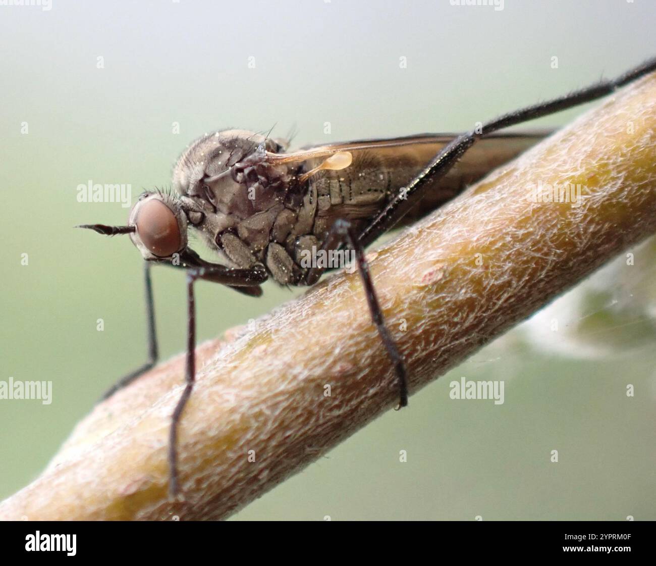 Balloon Flies (Hilara Stock Photo - Alamy