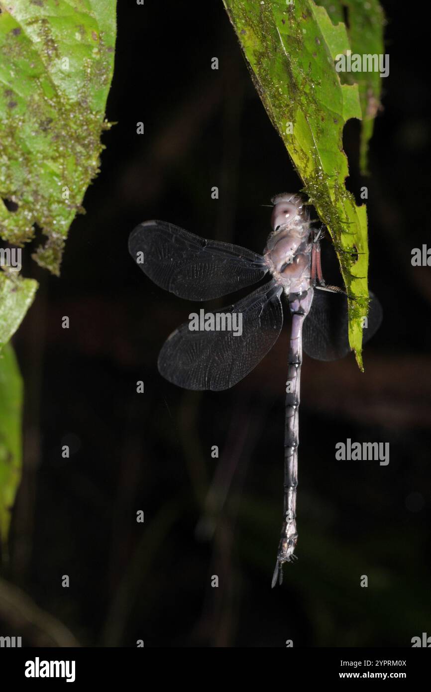 Dark-saddled Darner (Gynacantha membranalis Stock Photo - Alamy